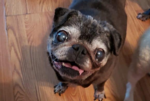 North Carolina Pug Rescue | Pawsitively Pugs | 501(c)(3) Non-Profit