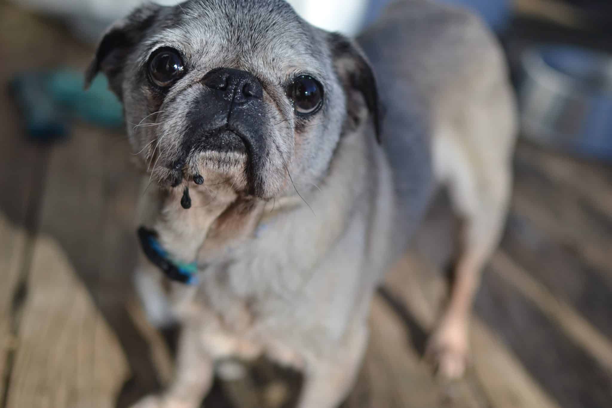Princess - Pawsitively Pugs Rescue