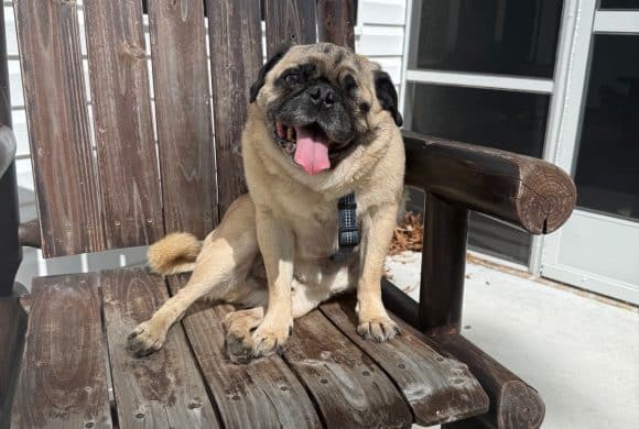 North Carolina Pug Rescue | Pawsitively Pugs | 501(c)(3) Non-Profit